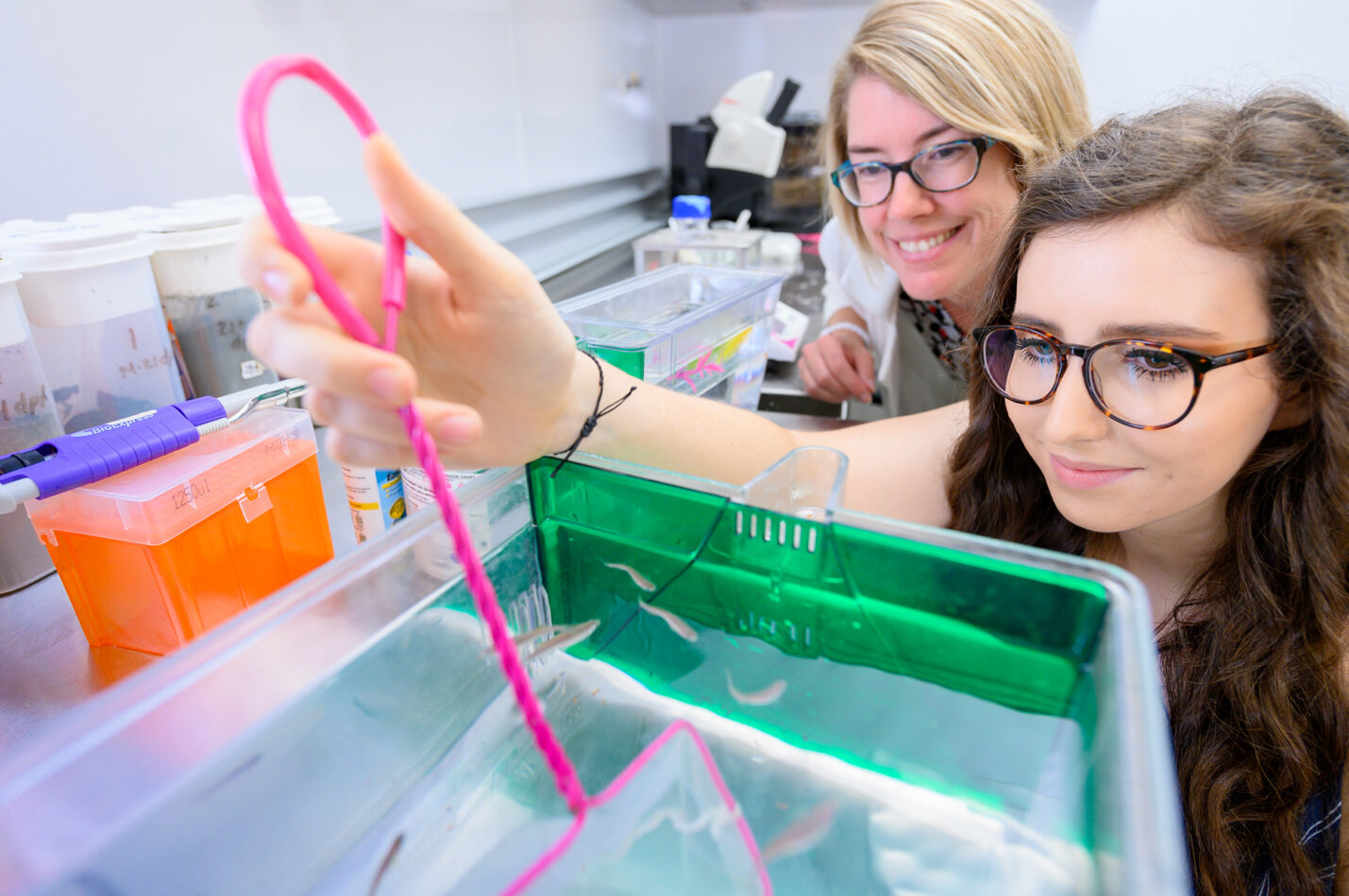 Zebrafish Laboratory | Academics | High Point University