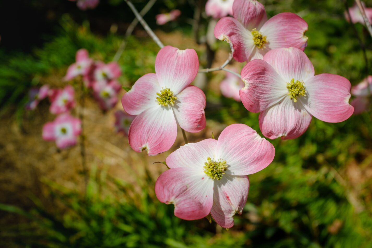 The Wandering Dogwood Grove | Mariana H. Qubein Arboretum & Botanical ...