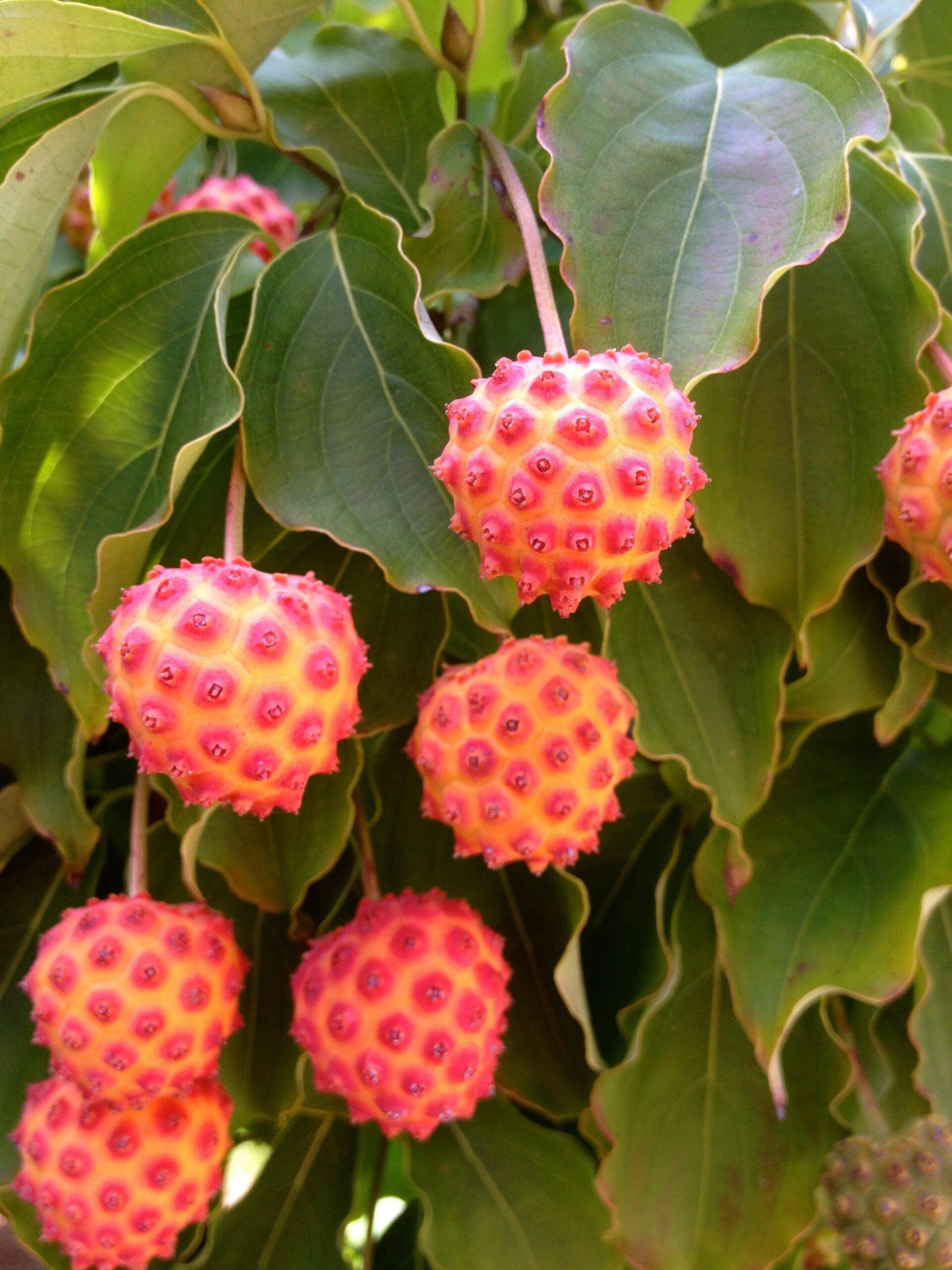 The Wandering Dogwood Grove | Mariana H. Qubein Arboretum & Botanical ...