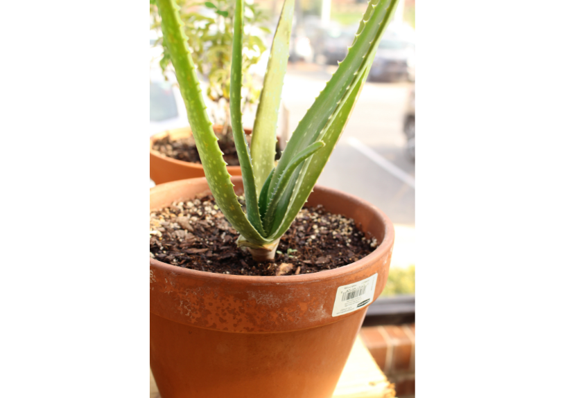 Medieval and Early Modern Physic Greenhouse | Mariana H. Qubein ...