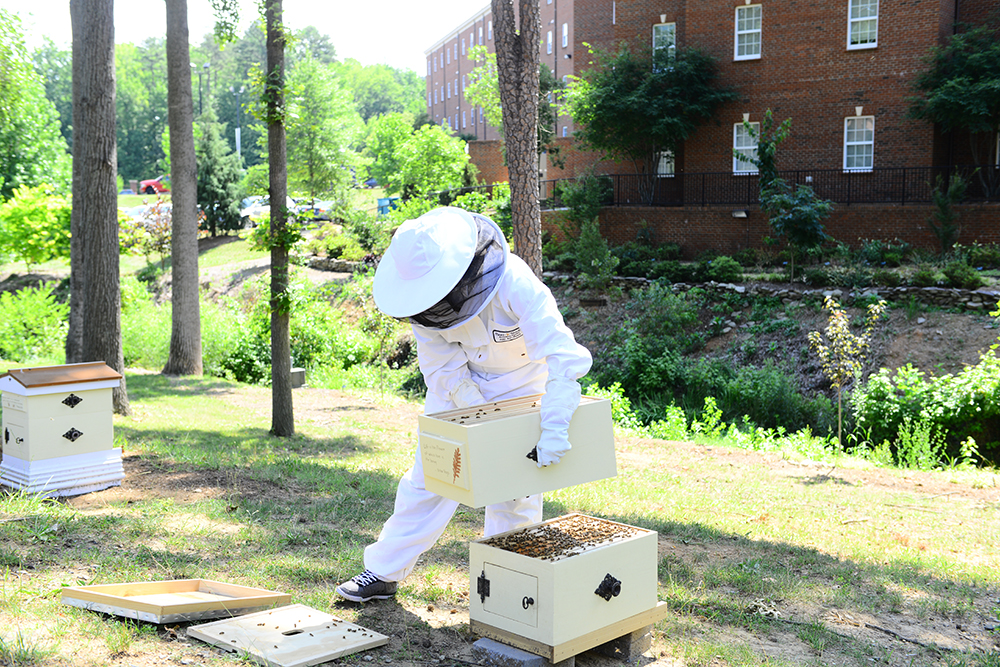 Apiary Creates Buzz on HPU Campus | High Point University