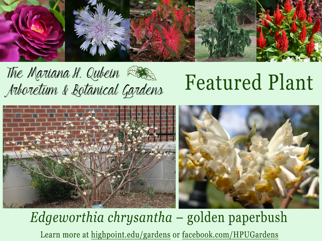 Arboretum & Botanical Gardens Featured Plant: Golden Paperbush | High ...